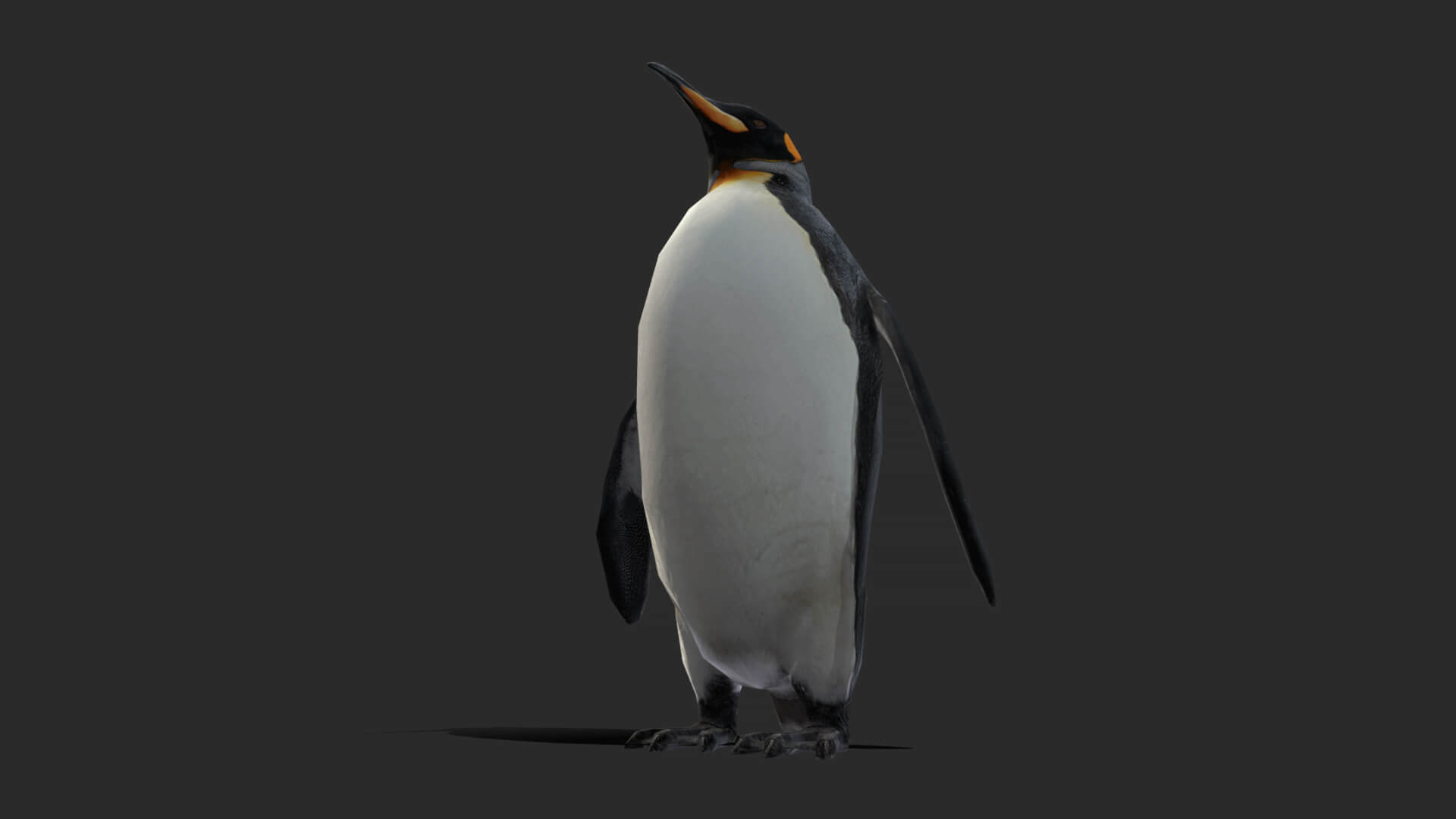 King Penguin Low Poly Animated - 3D Model by paduladi
