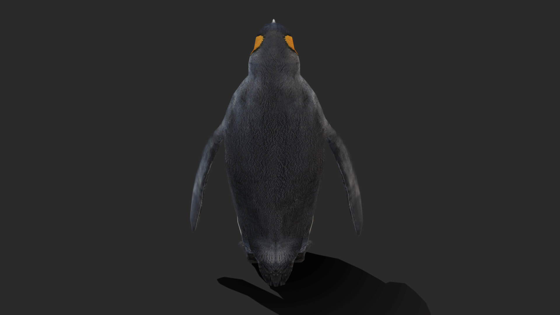 King Penguin Low Poly Animated - 3D Model by paduladi