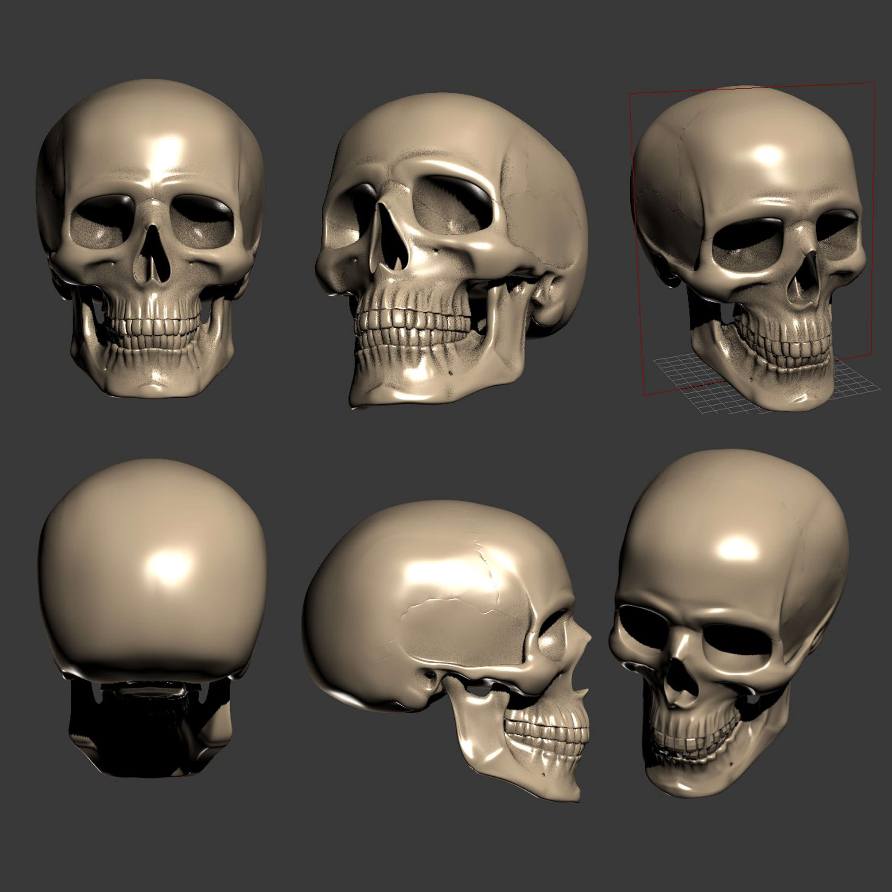Human Skull 3D Model by pat460
