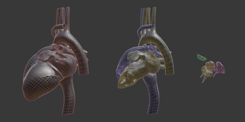 3D Model of Human Heart by patinyaS