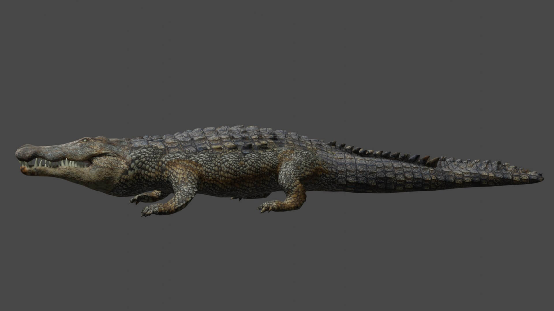 Aligator - 3D Model by Petar Doychev