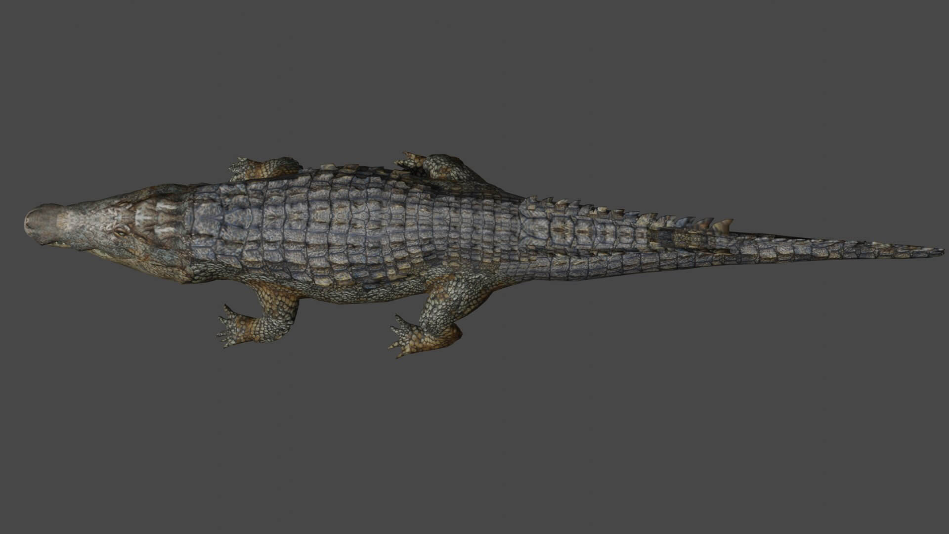 Aligator - 3D Model by Petar Doychev