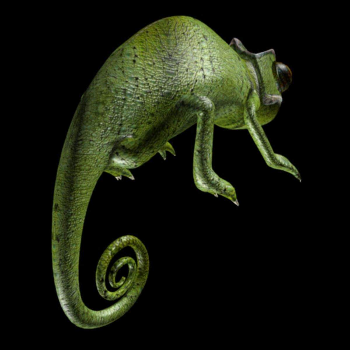 Chameleon (animated) - 3D Model by Petar Doychev
