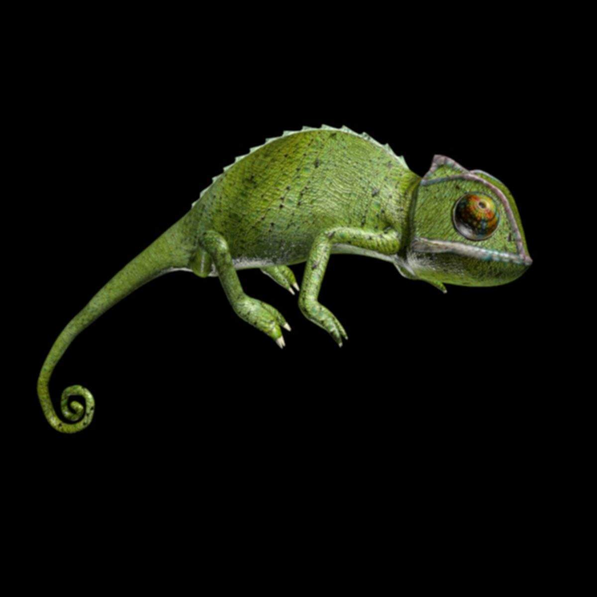 Chameleon (animated) - 3D Model by Petar Doychev