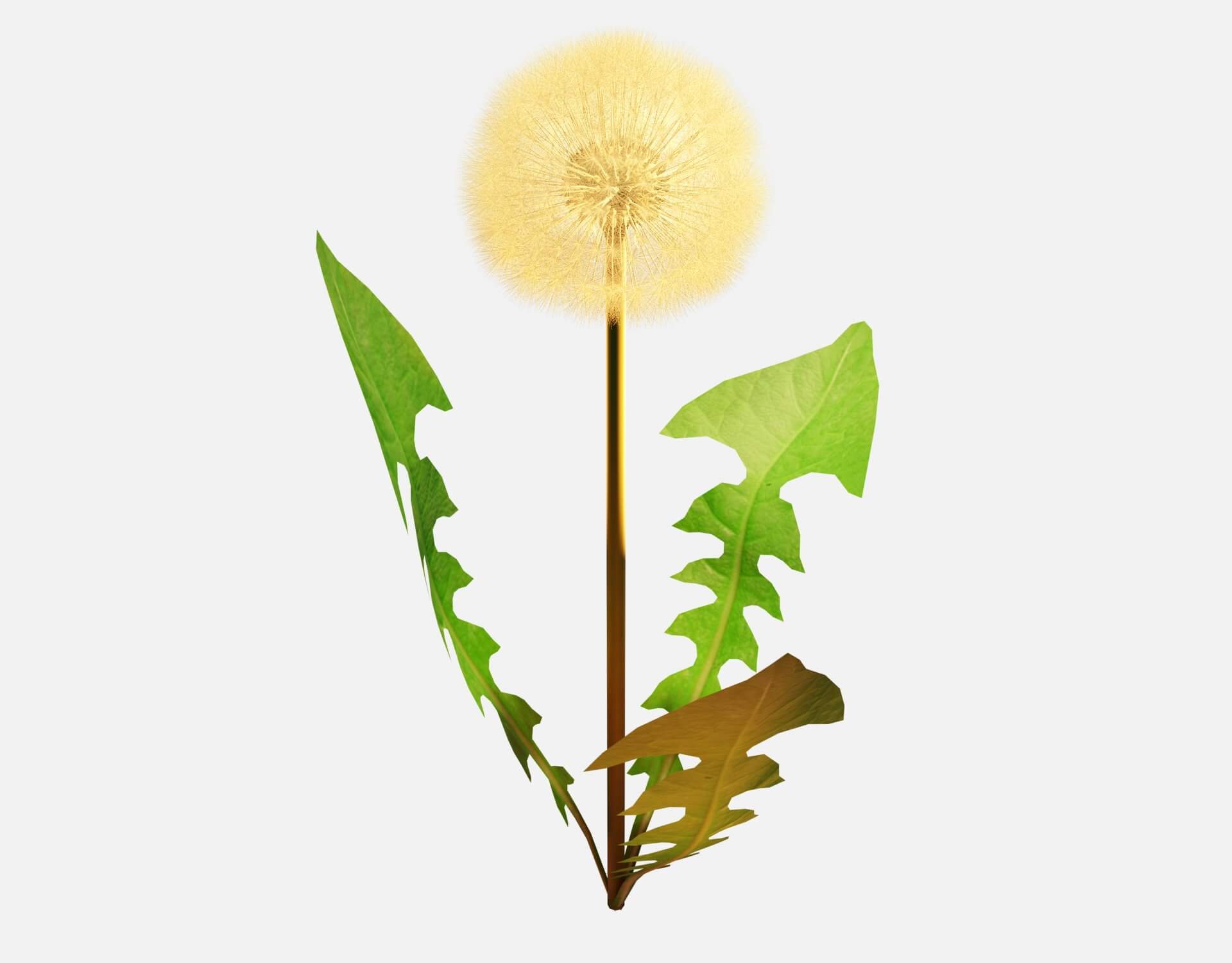 Dandelion - 3D Model by Petar Doychev