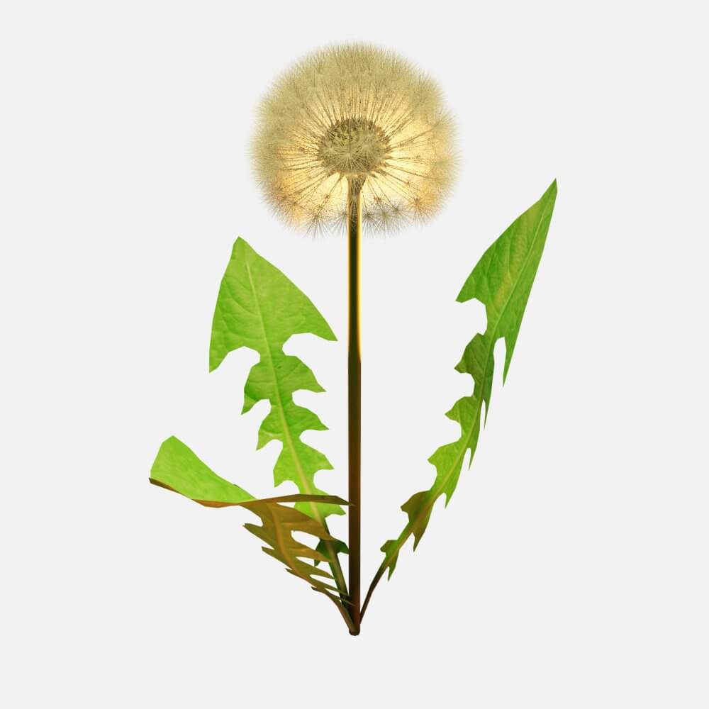 Dandelion - 3D Model by Petar Doychev