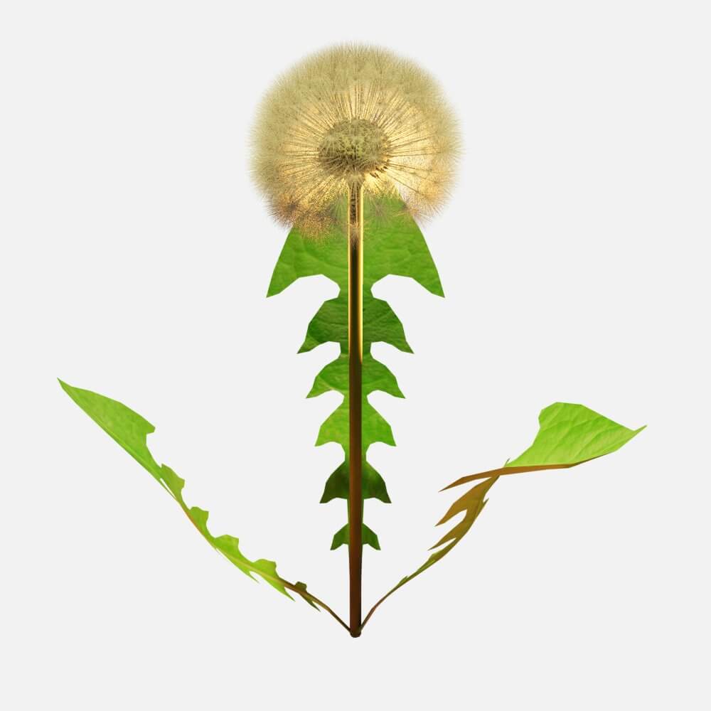 Dandelion - 3D Model by Petar Doychev