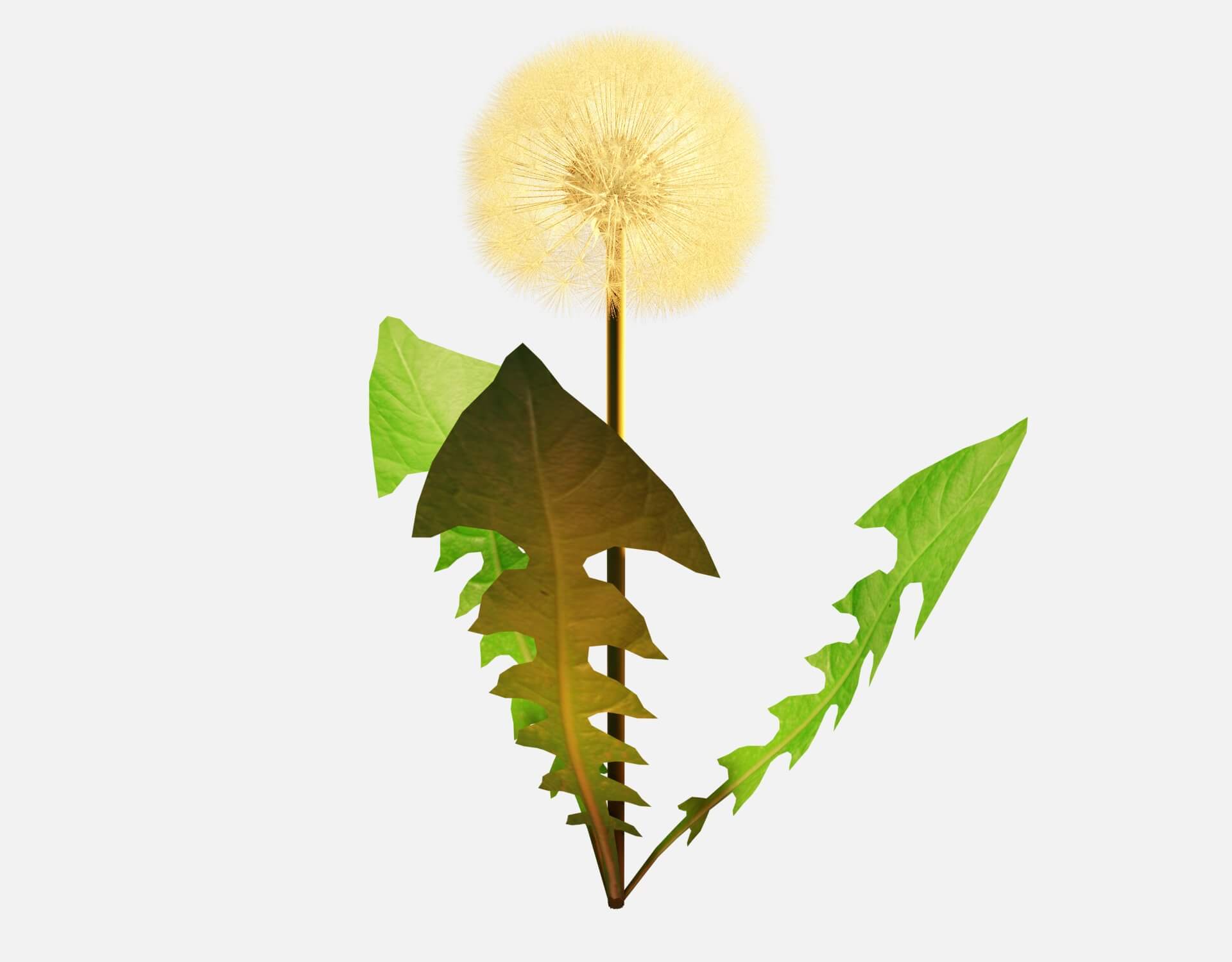 Dandelion - 3D Model by Petar Doychev