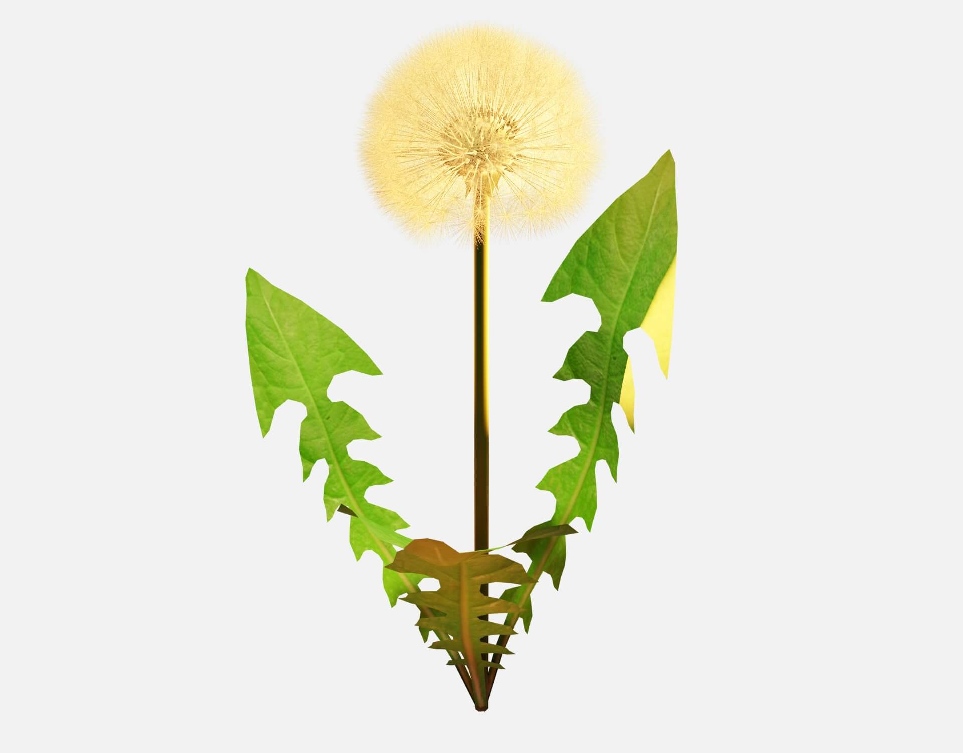 Dandelion - 3D Model by Petar Doychev