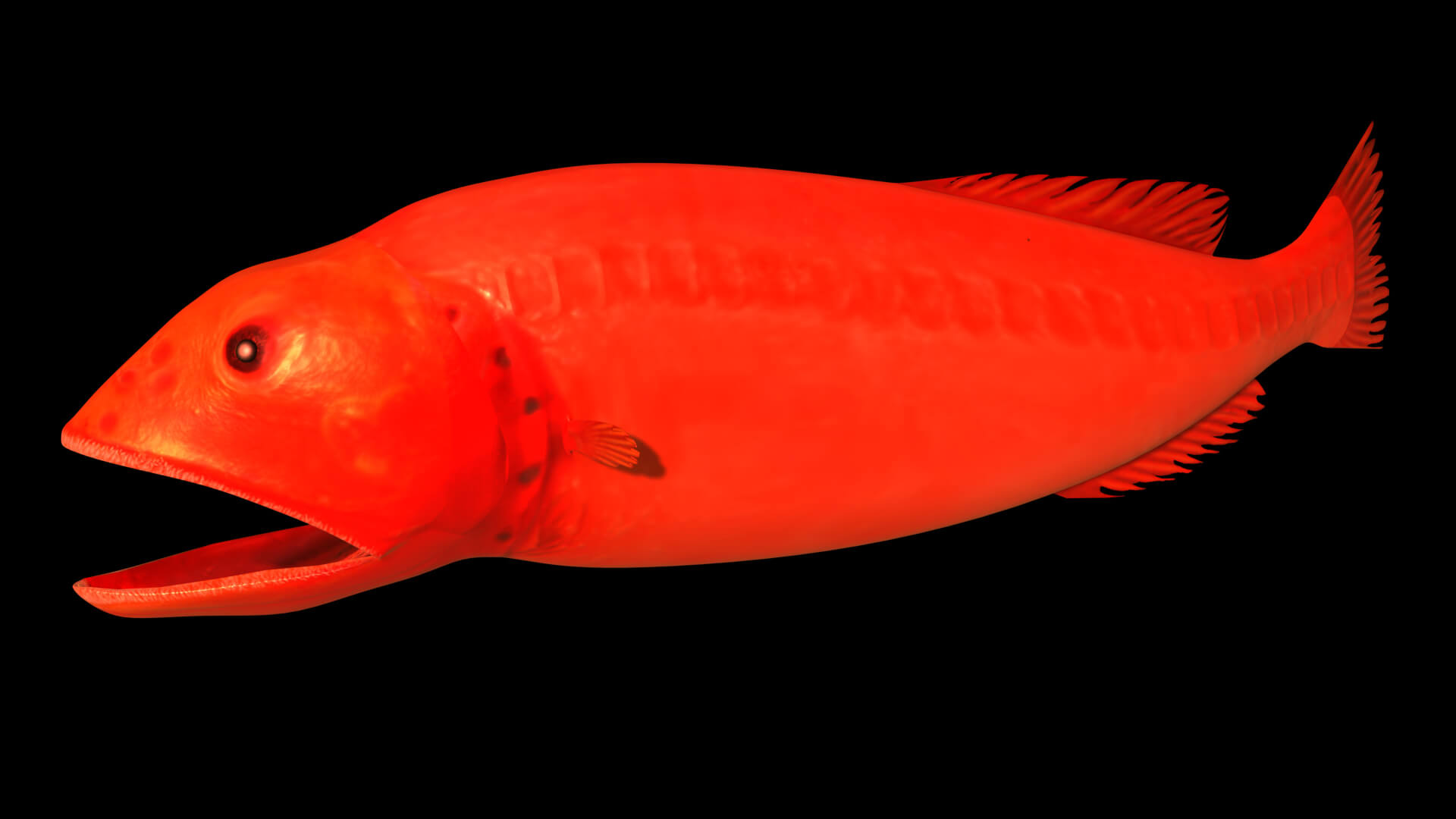 Flabbywhale Fish - 3D Model by Petar Doychev