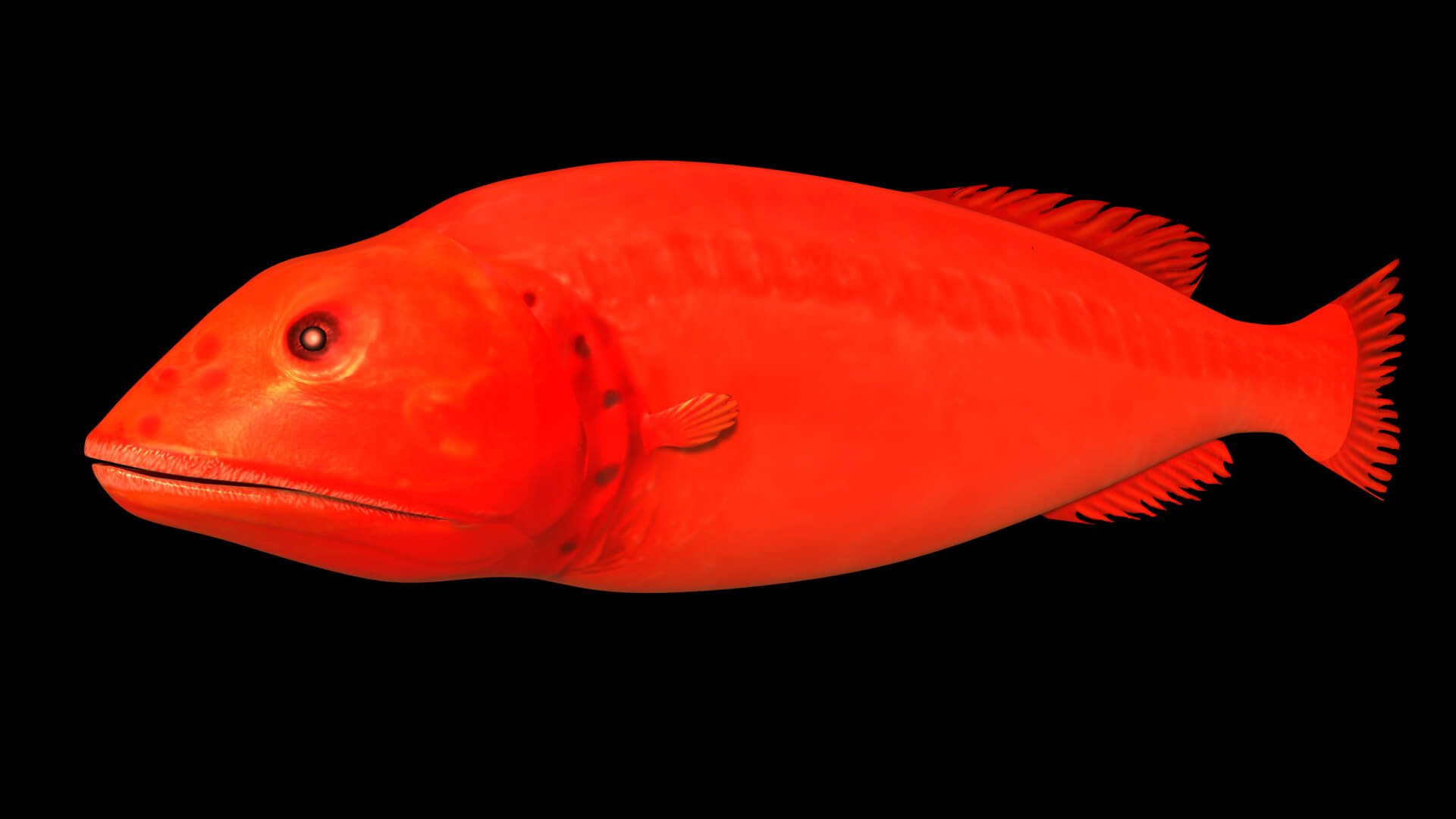 Flabbywhale Fish - 3D Model by Petar Doychev