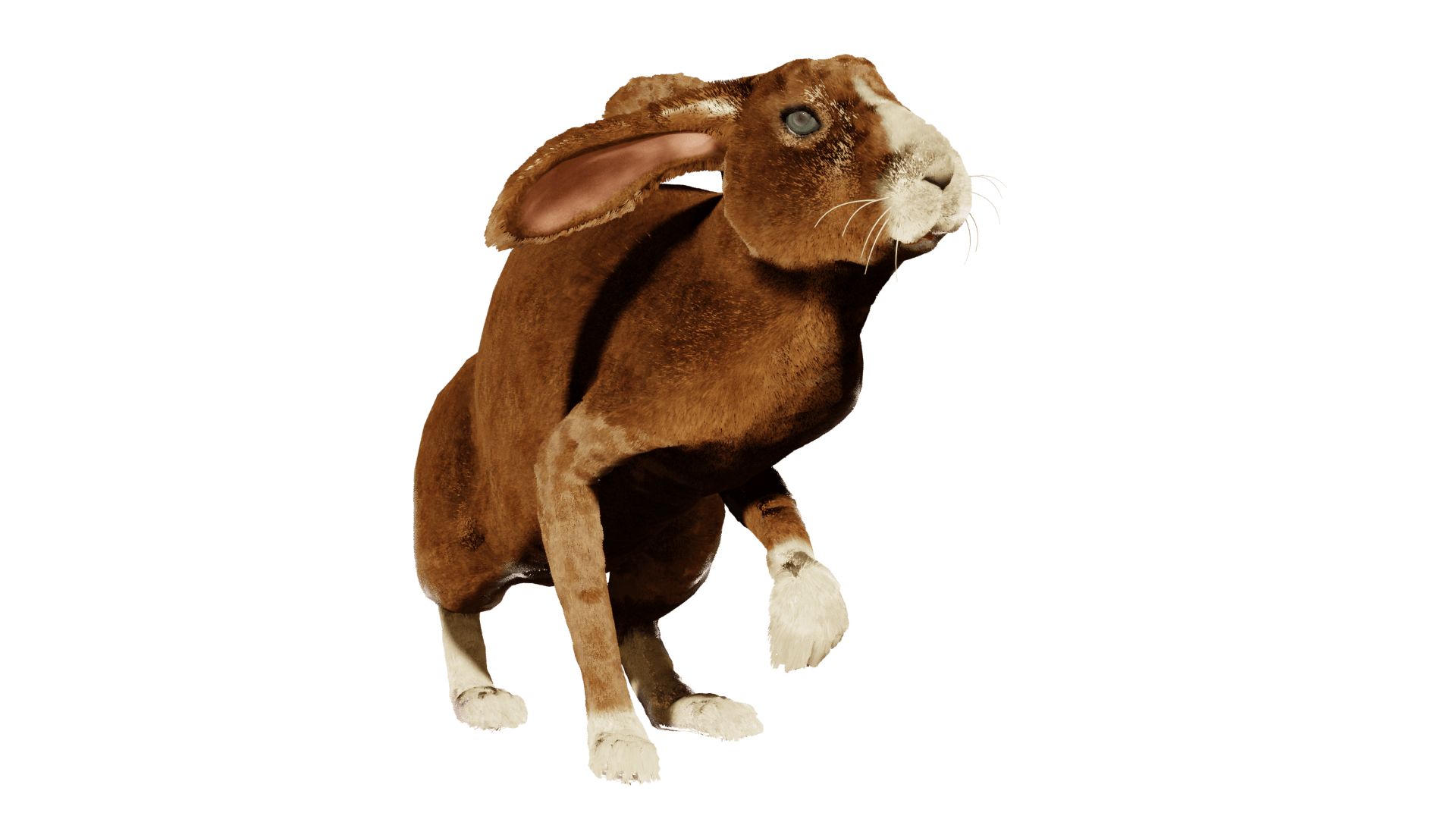rabbit 3D Render, Digital Art by Petar Doychev
