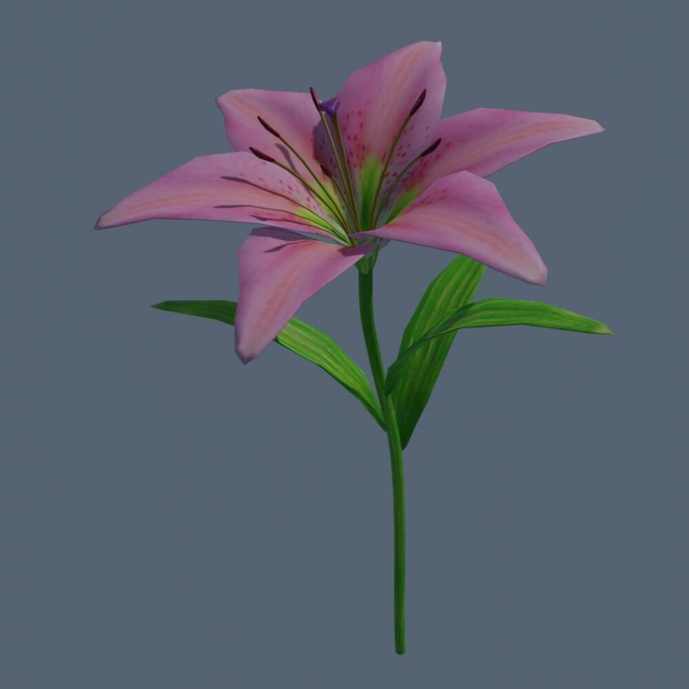 Animated Lily Flowers - 3D Model by Petar Doychev