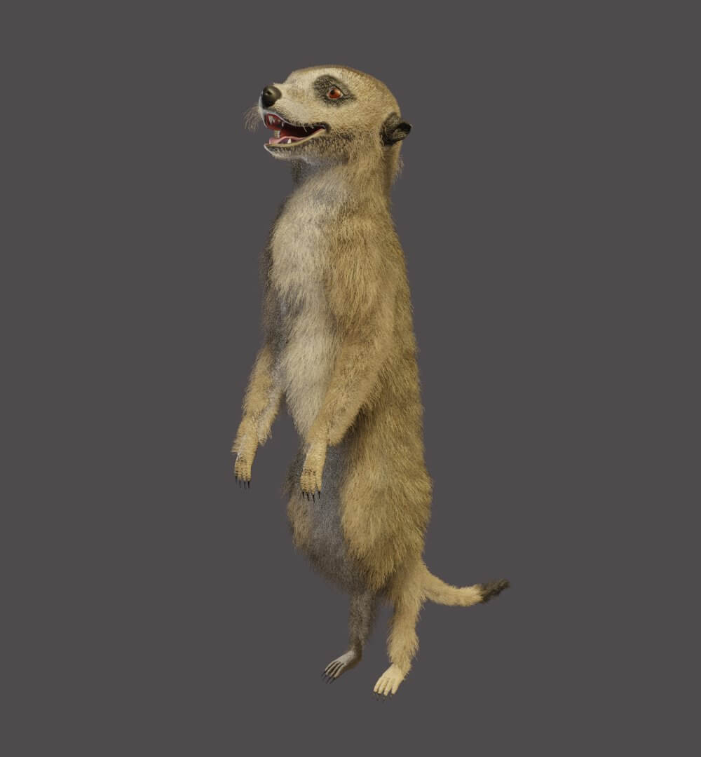 Meerkat - 3D Model by Petar Doychev
