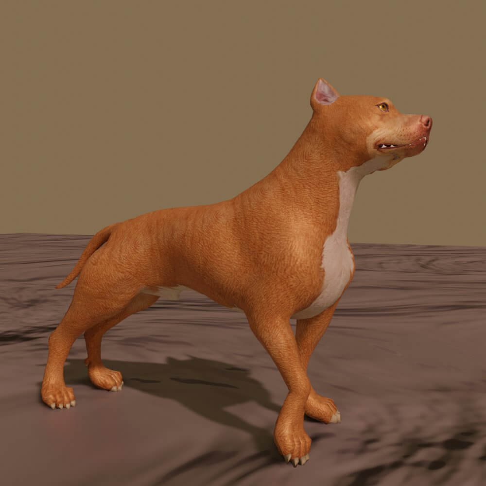 Pitbull - 3D Model by Petar Doychev