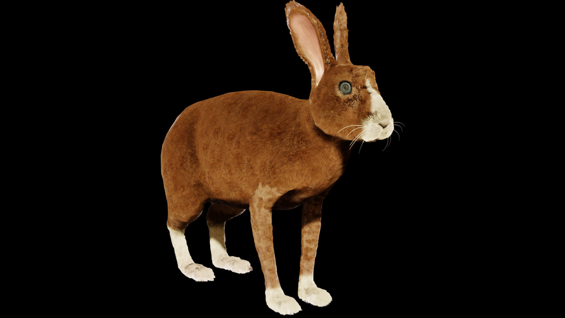 Rabbit - 3D Model by Petar Doychev