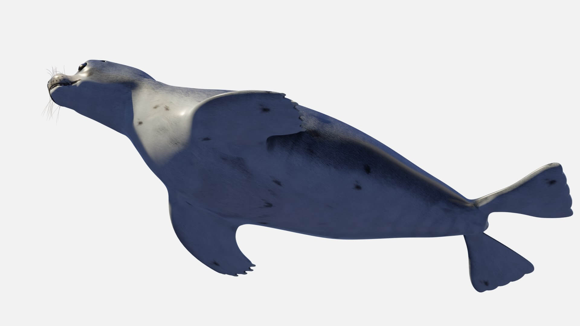 Seal - 3D Model by Petar Doychev