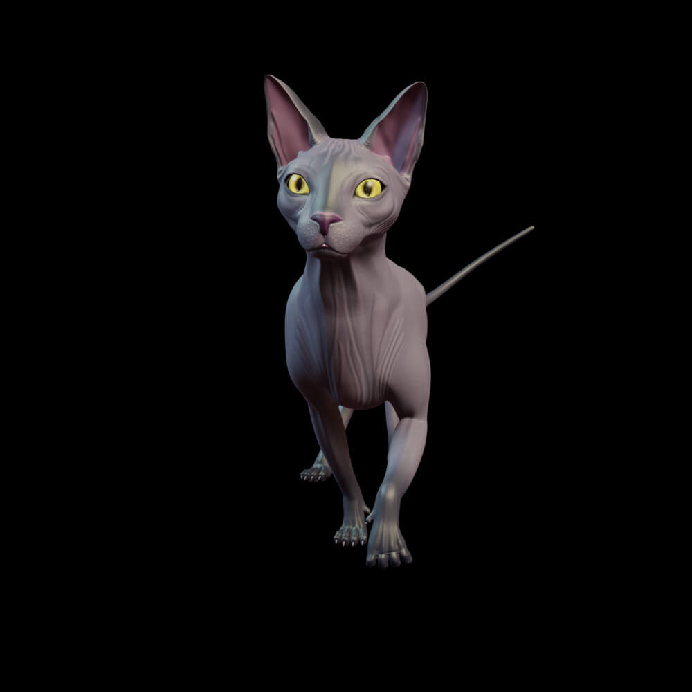Sphynx Cat - 3D Model by Petar Doychev