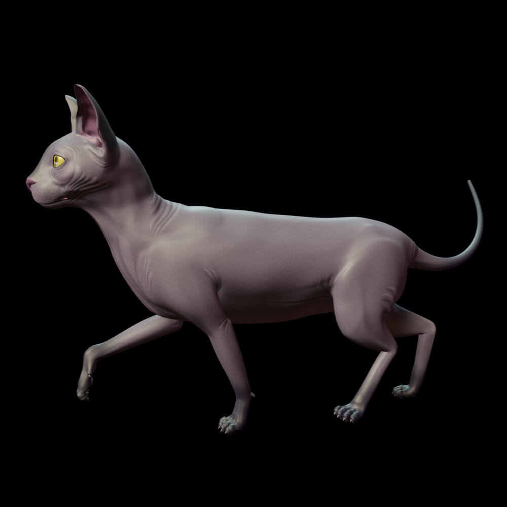 Sphynx Cat - 3D Model by Petar Doychev