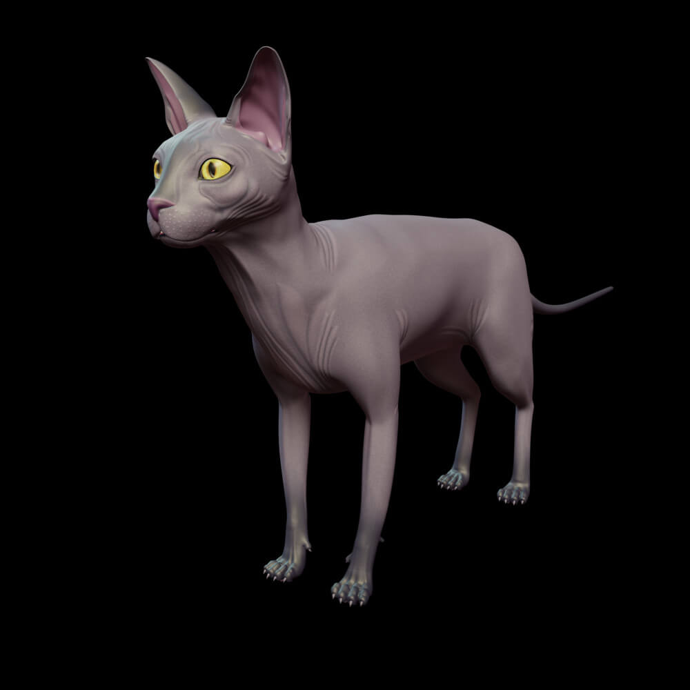 Sphynx Cat - 3D Model by Petar Doychev