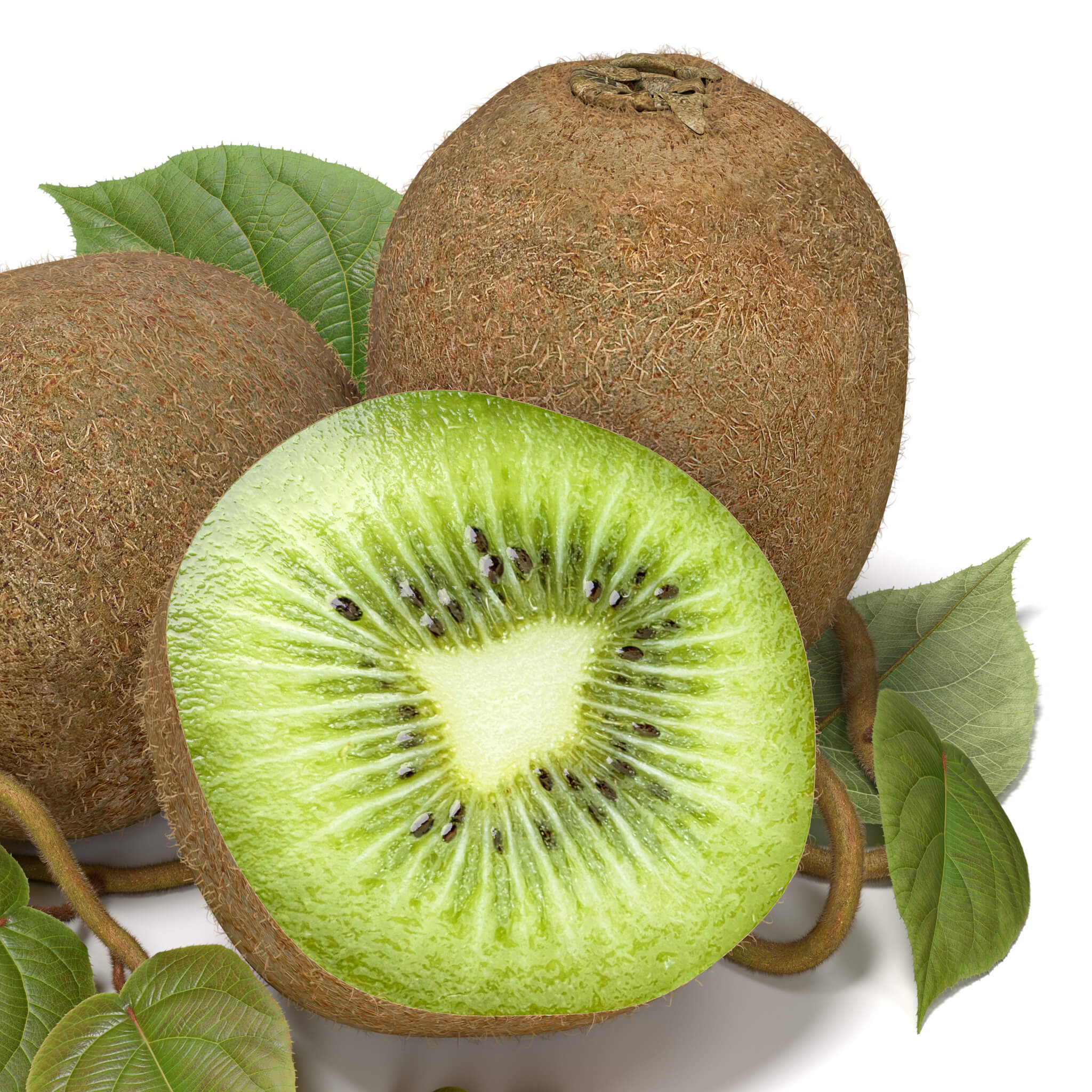 Kiwi Fruit With Branch and Leaves - 3D Model by phenom-arch
