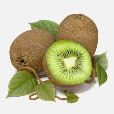 Kiwi Fruit With Branch and Leaves - 3D Model by phenom-arch
