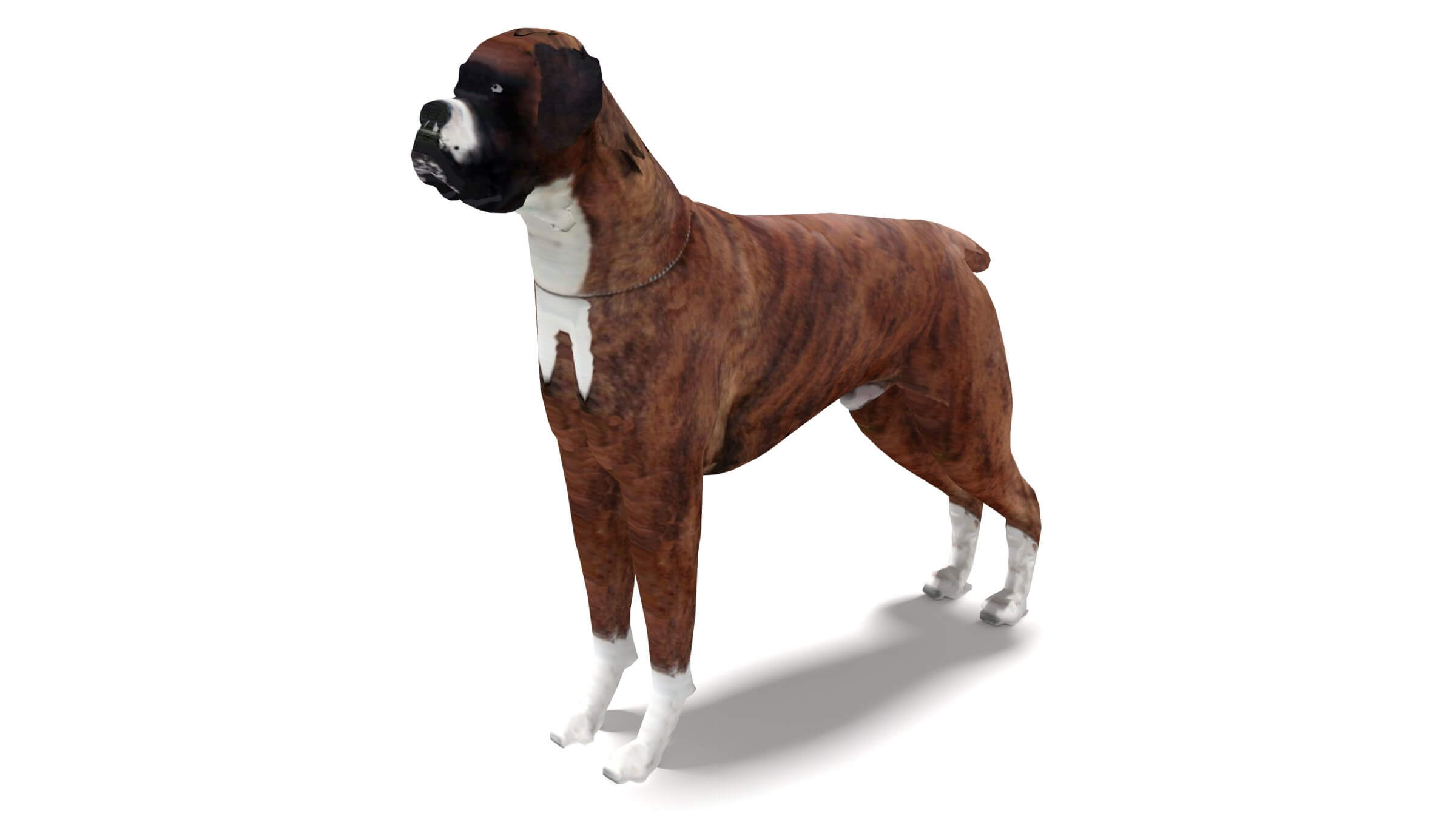Boxer Dog 4K - 3D Model by Pictorer