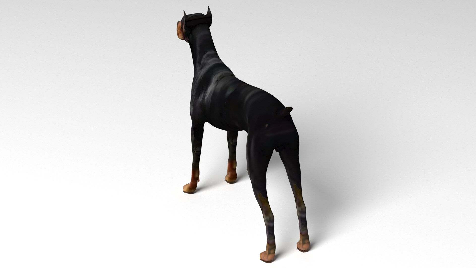 Doberman Dog - 3D Model by Pictorer