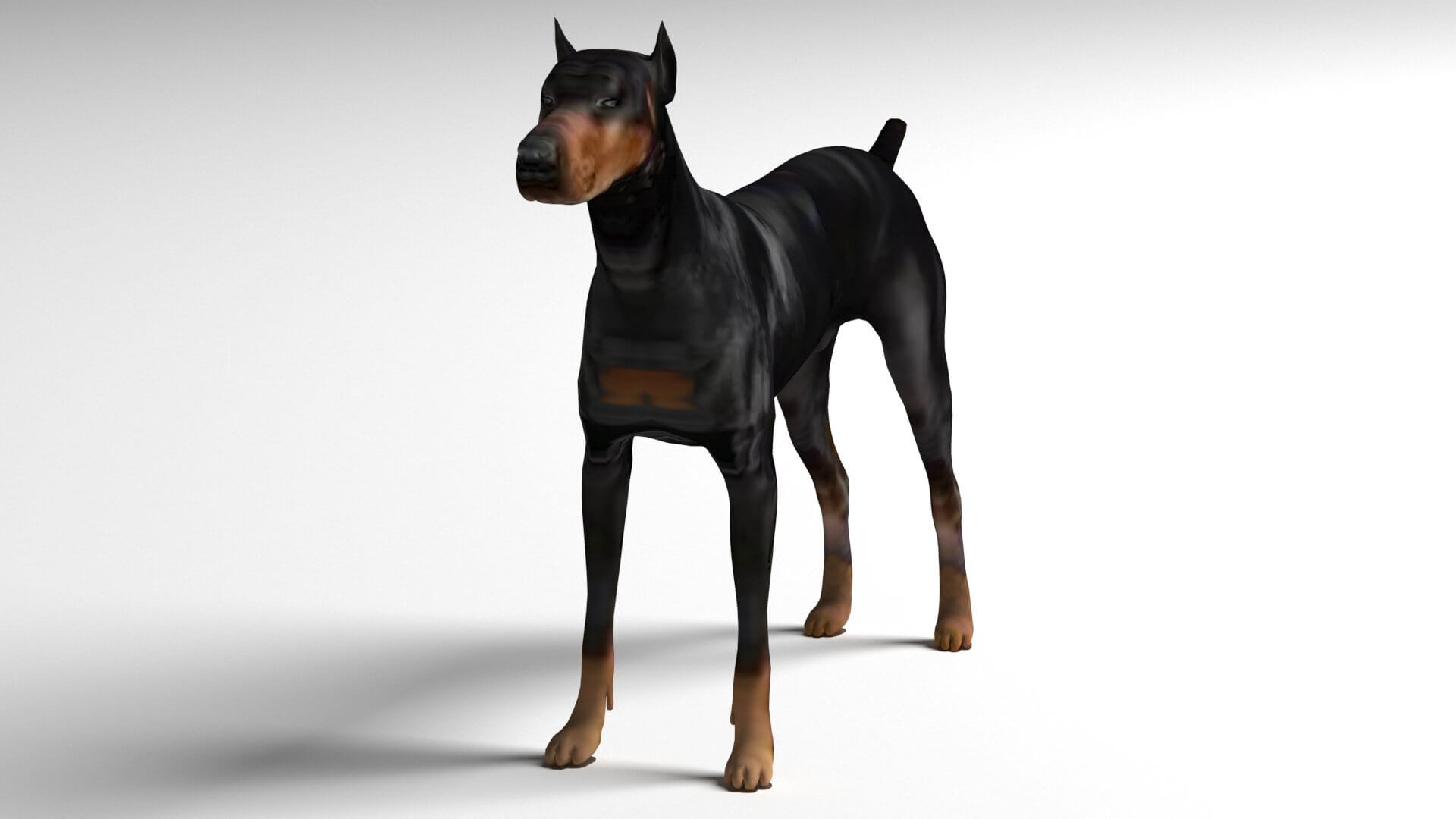 Doberman Dog - 3D Model by Pictorer