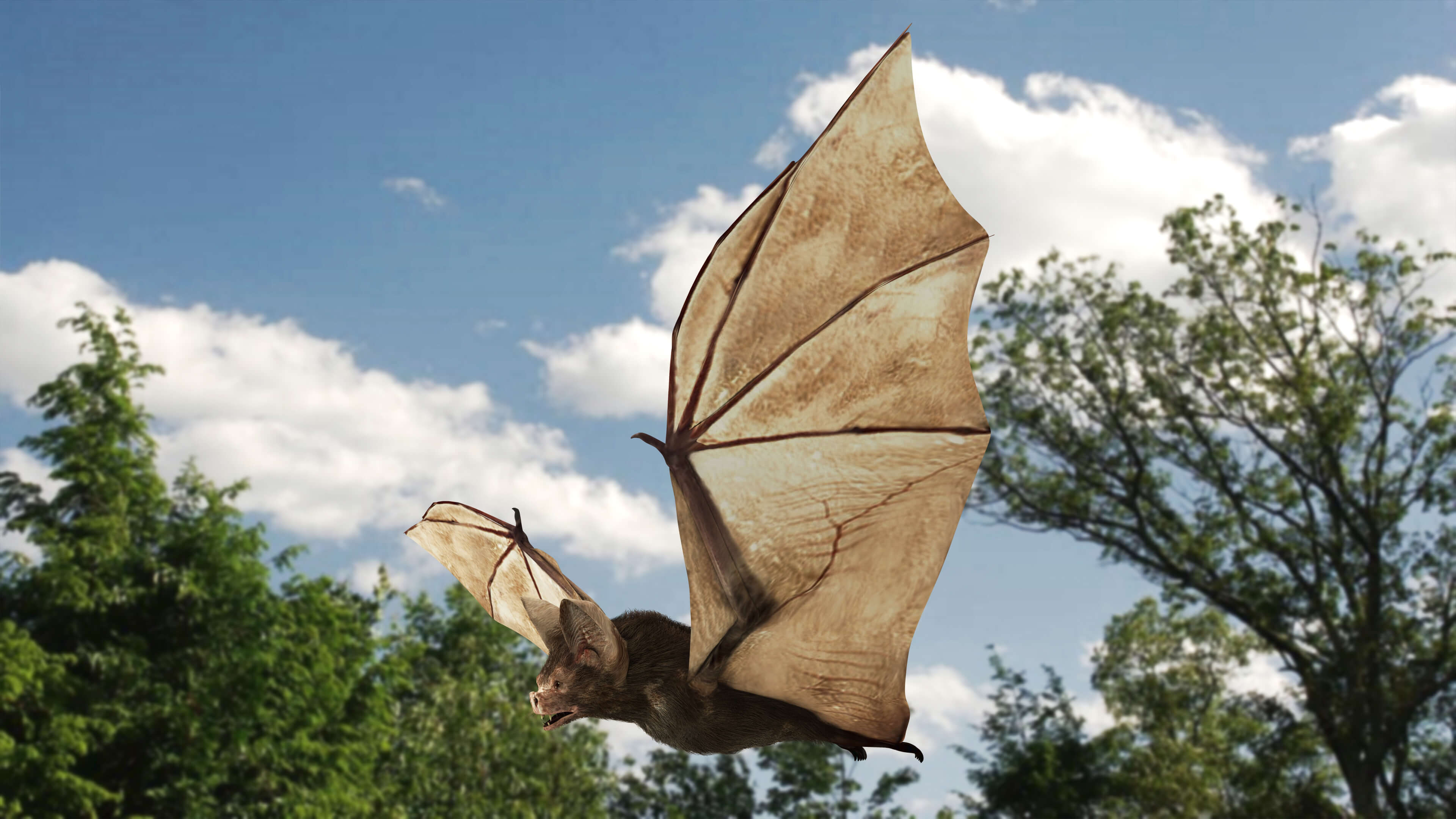 Little Brown Bat 8K - 3D Model by Pictorer