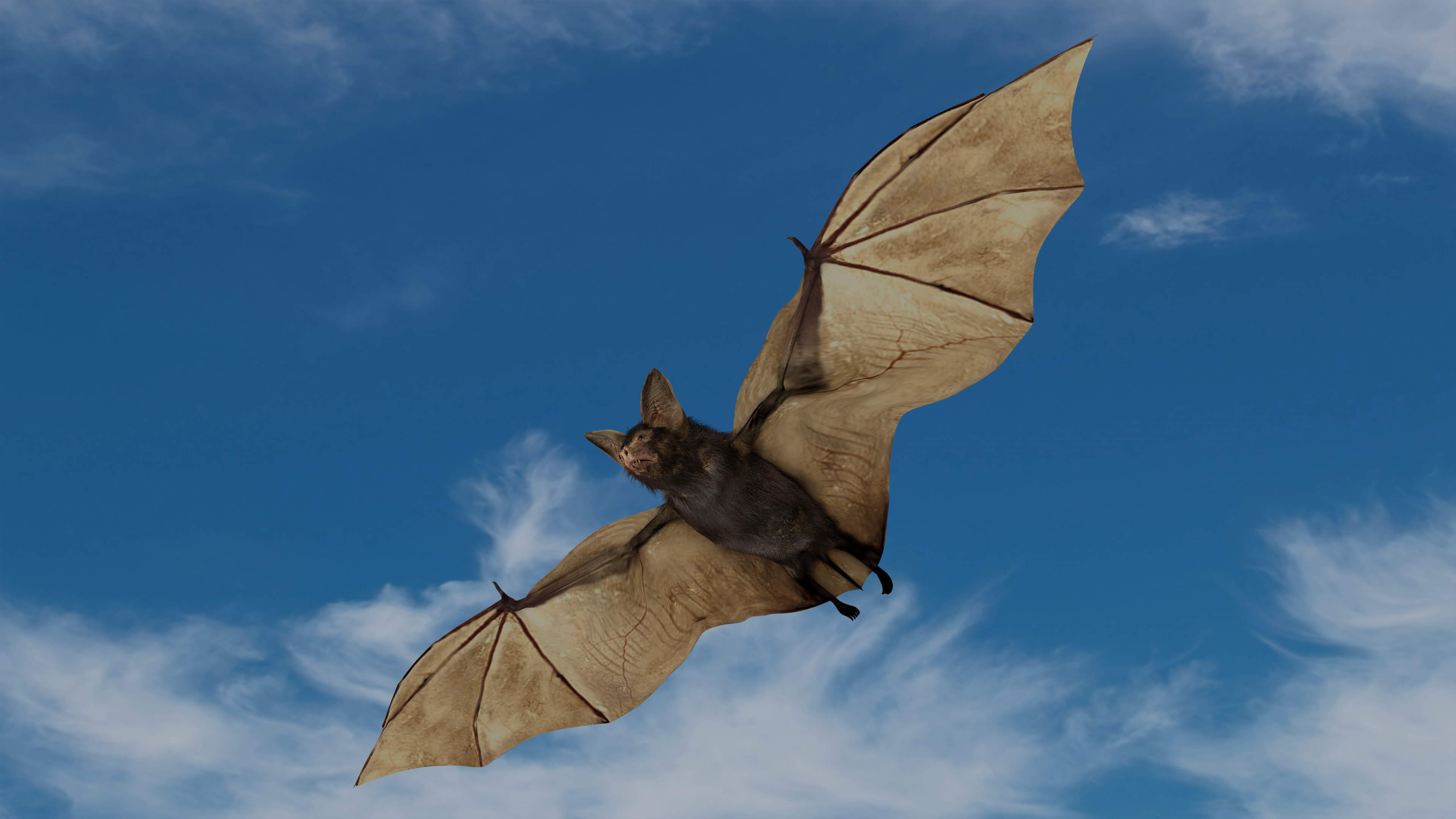 Little Brown Bat 8K - 3D Model by Pictorer