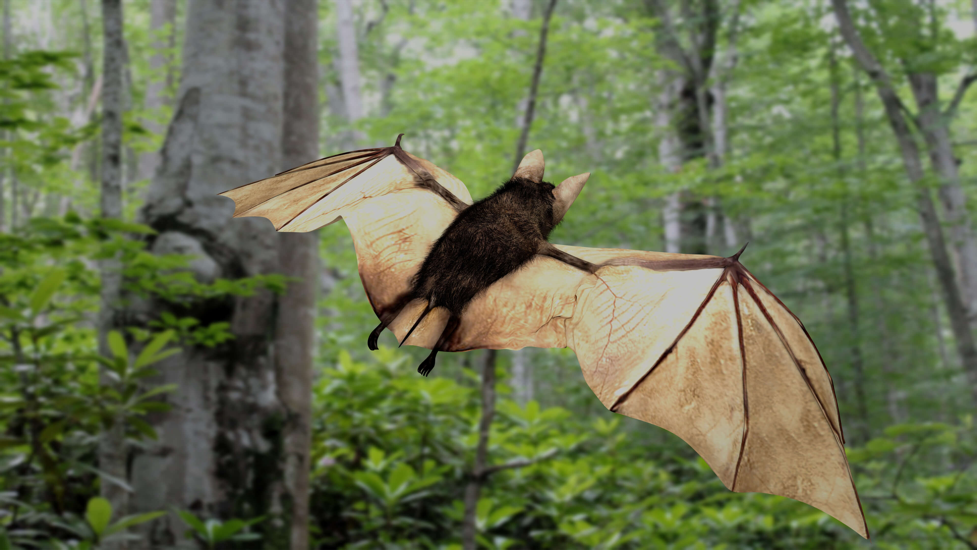 Little Brown Bat 8K - 3D Model by Pictorer