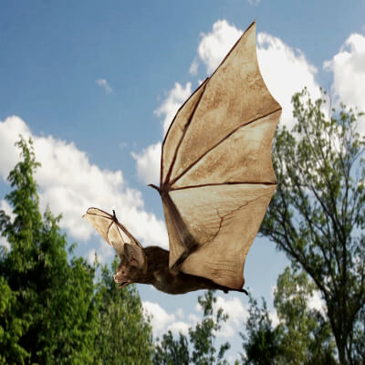 Little Brown Bat - 3D Model by Pictorer