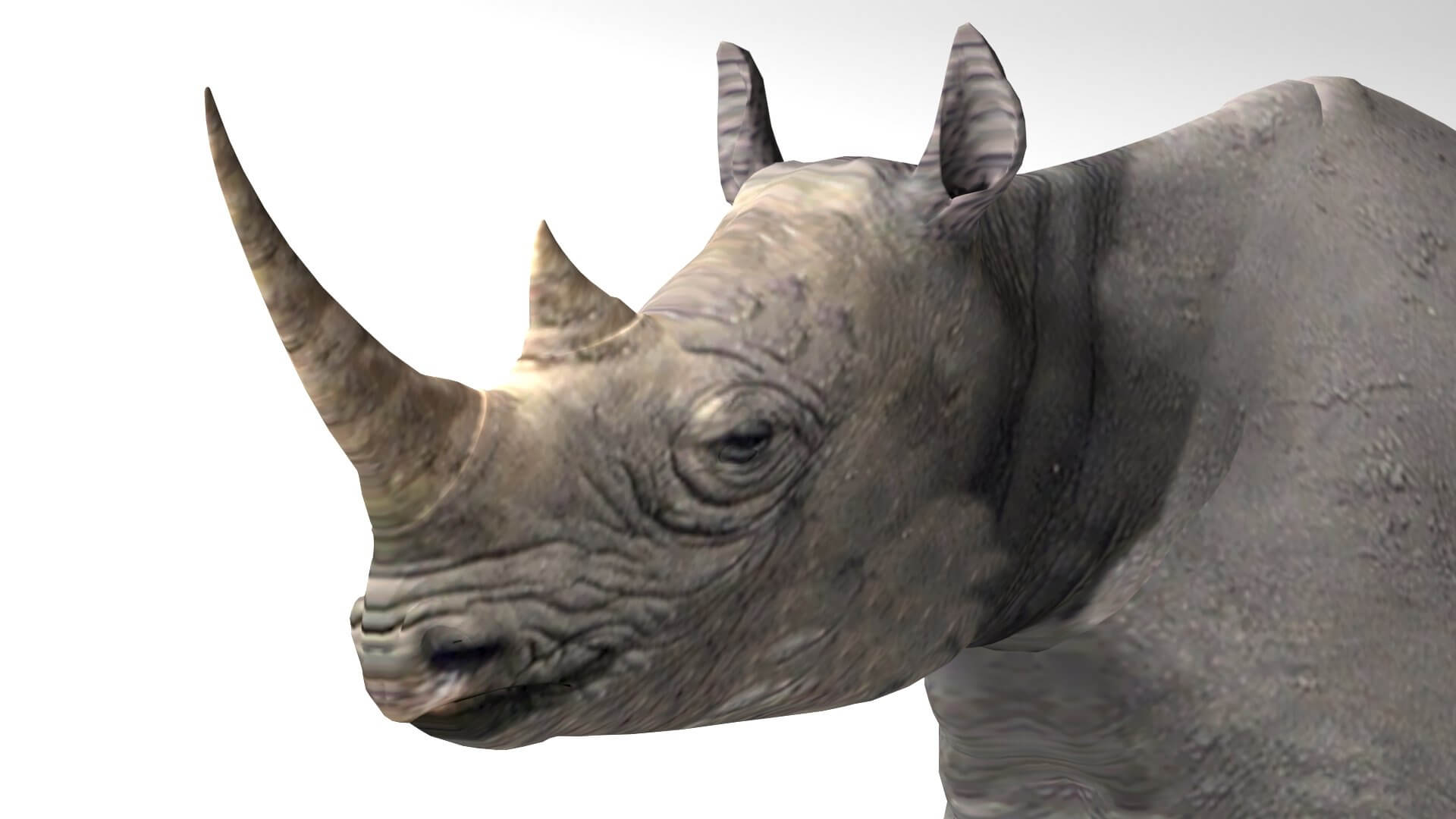 African Rhino 3d Model By Pictorer 