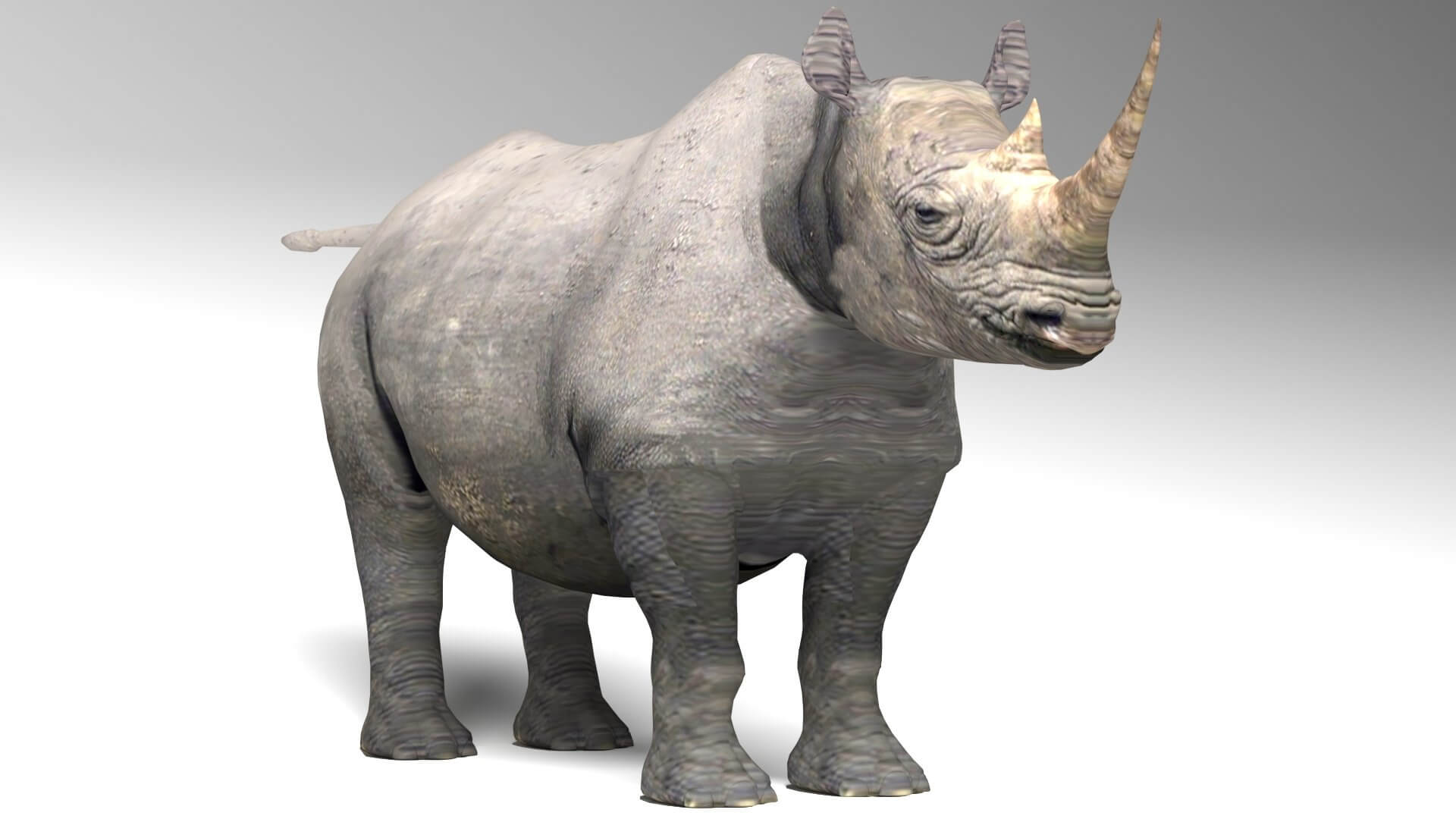 African Rhino - 3D Model by Pictorer