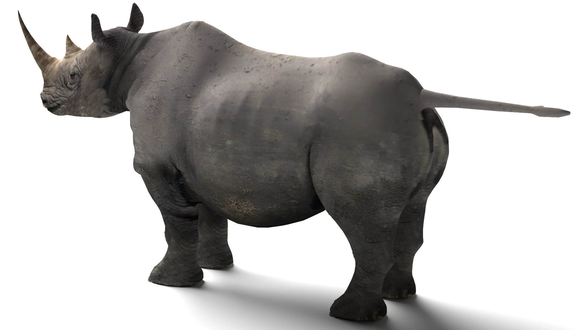 African Rhino - 3D Model by Pictorer