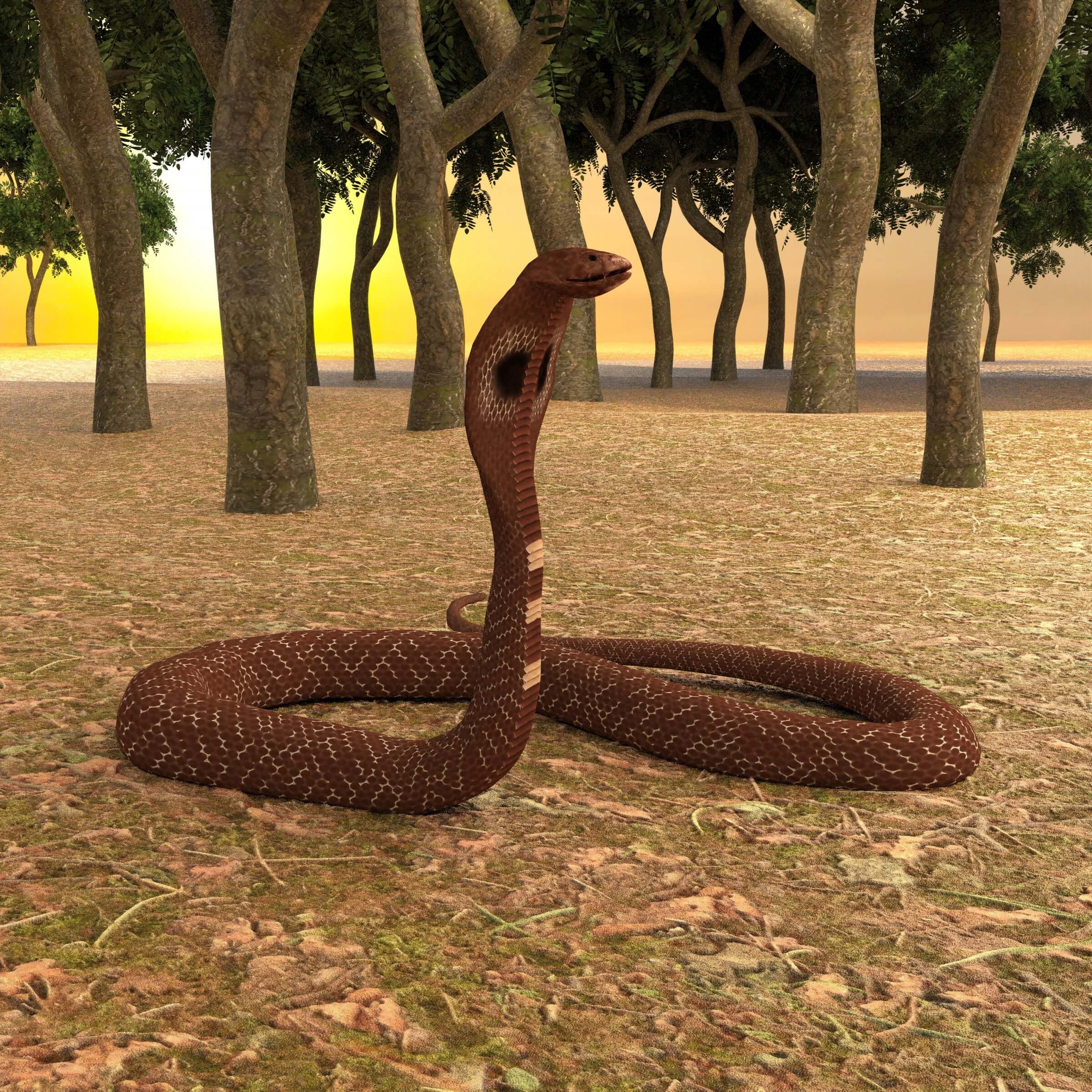 Spectacled Cobra 4K - 3D Model by Pictorer