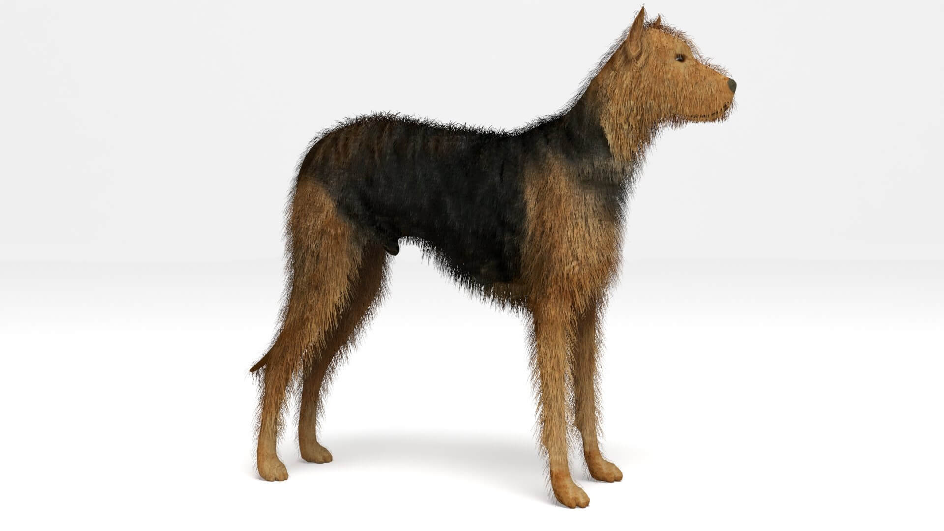 Street Dog Fur - 3D Model by Pictorer