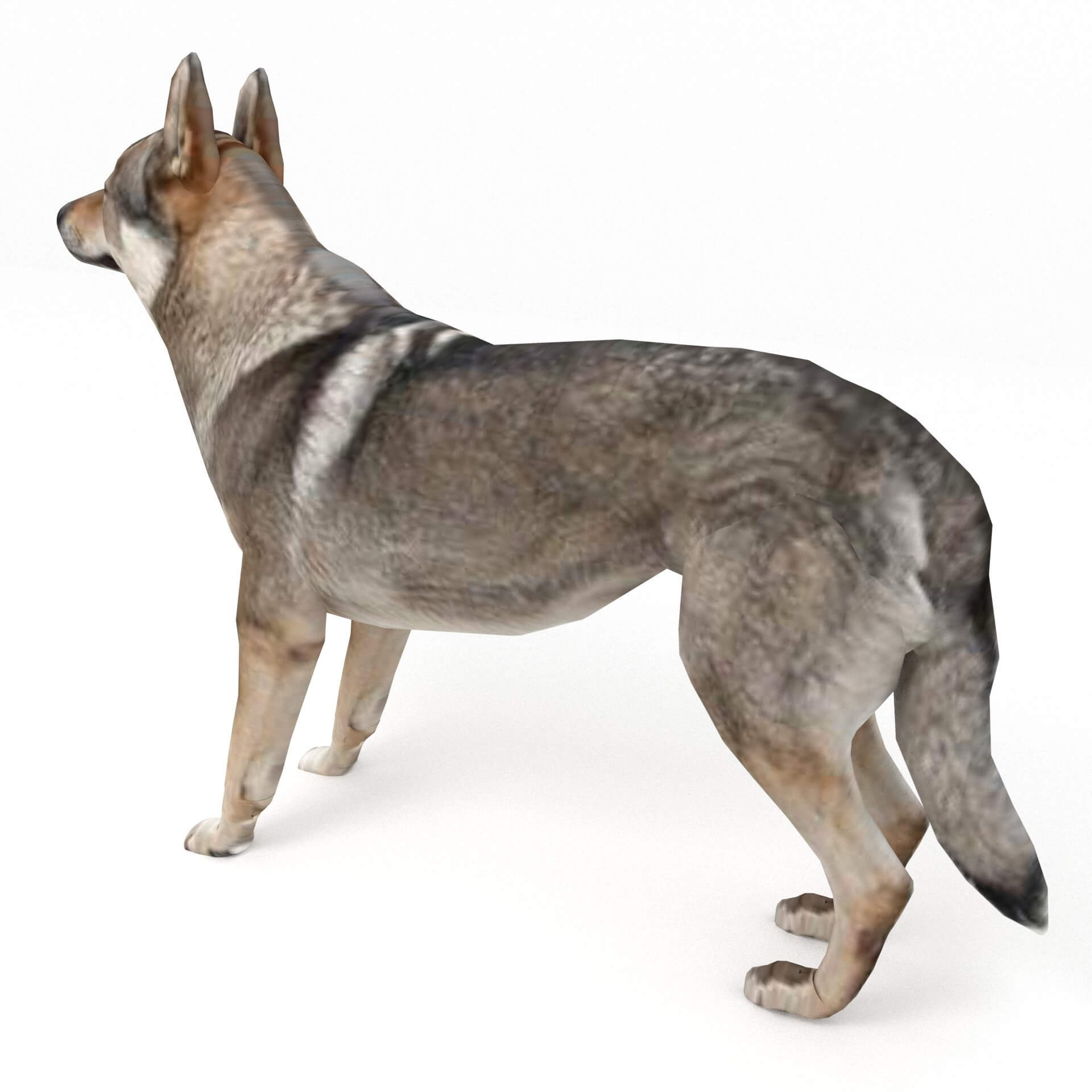 Eurasia Wolf - 3D Model by Pictorer