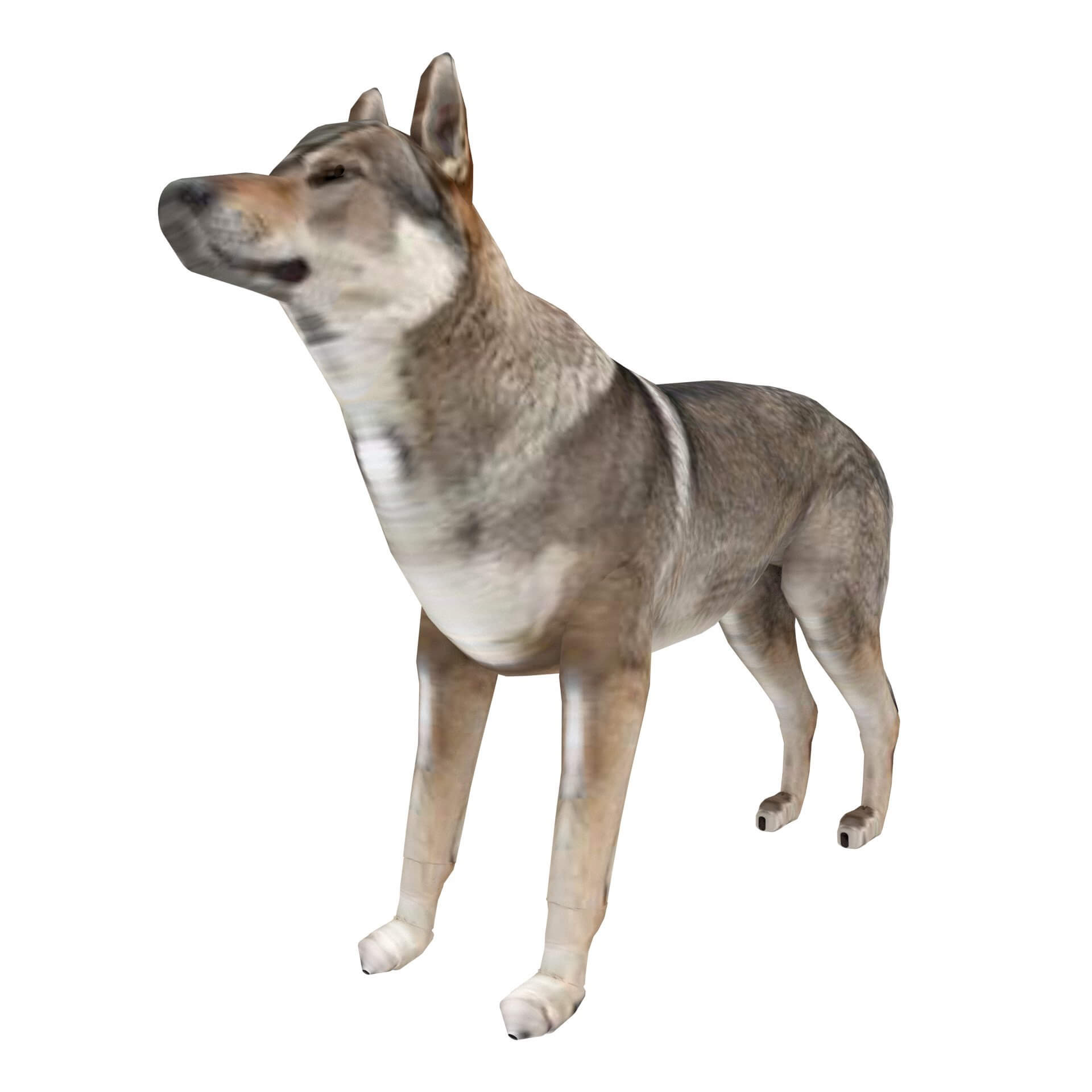 Eurasia Wolf - 3D Model by Pictorer