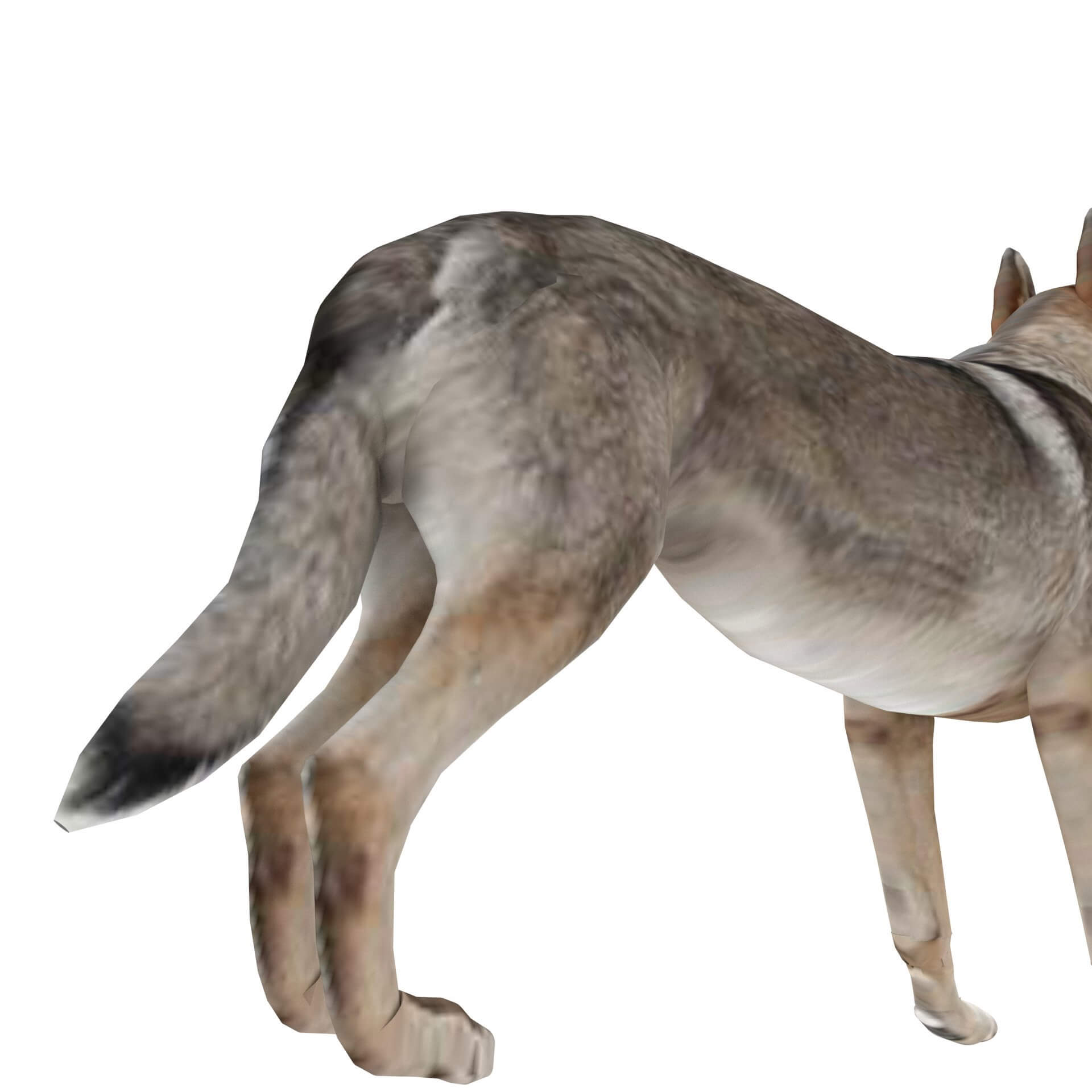 Eurasia Wolf - 3D Model by Pictorer