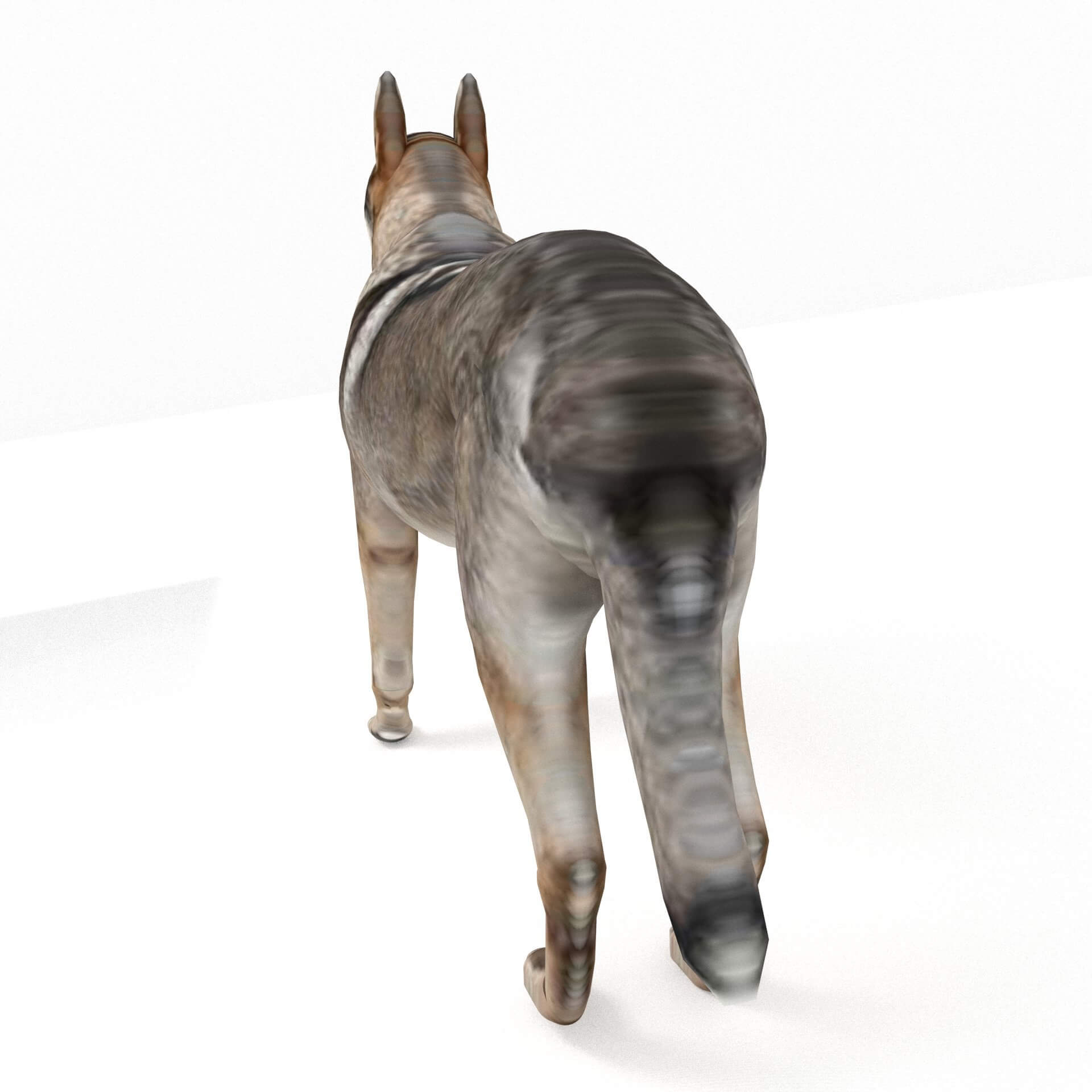Eurasia Wolf - 3D Model by Pictorer