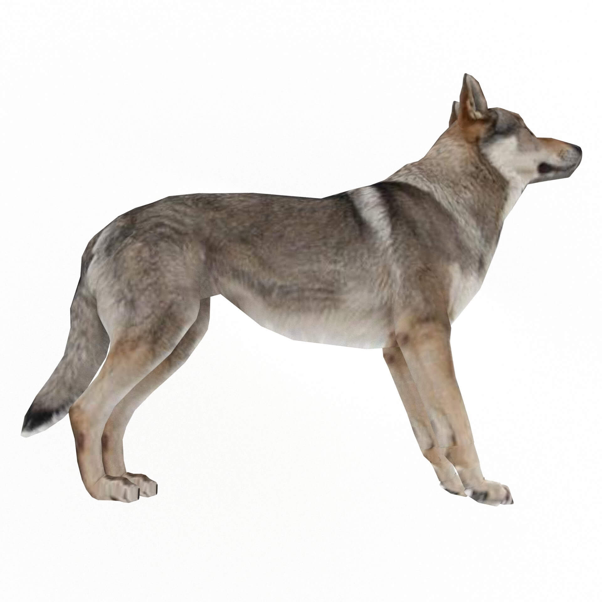 Eurasia Wolf - 3D Model by Pictorer