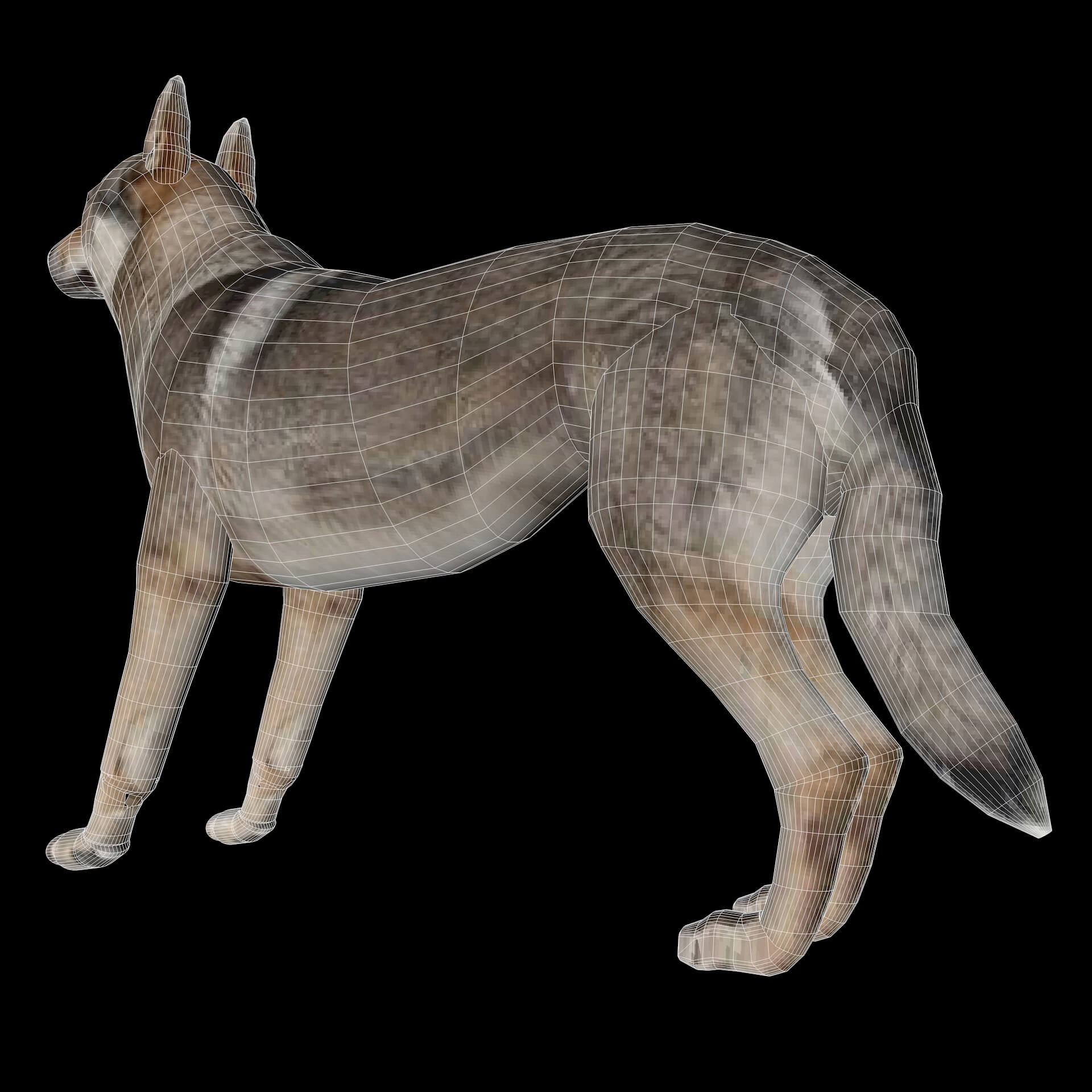 Eurasia Wolf - 3D Model by Pictorer