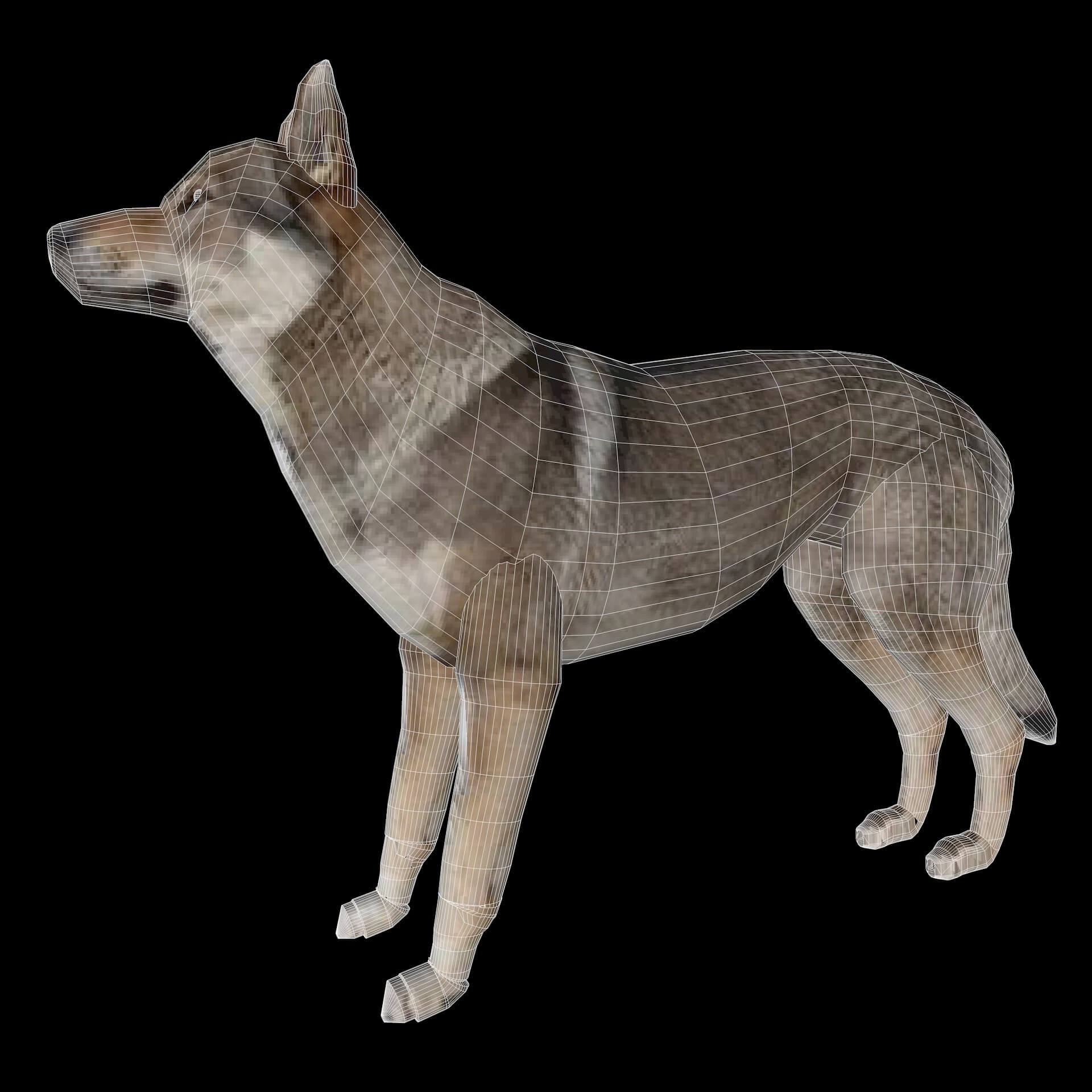 Eurasia Wolf - 3D Model by Pictorer