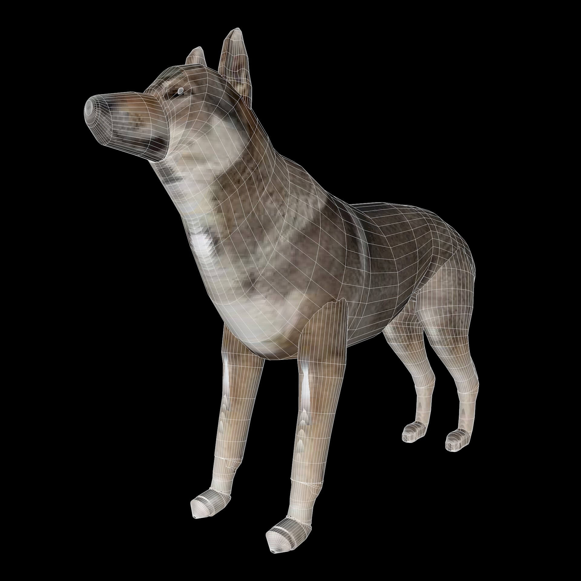 Eurasia Wolf - 3D Model by Pictorer