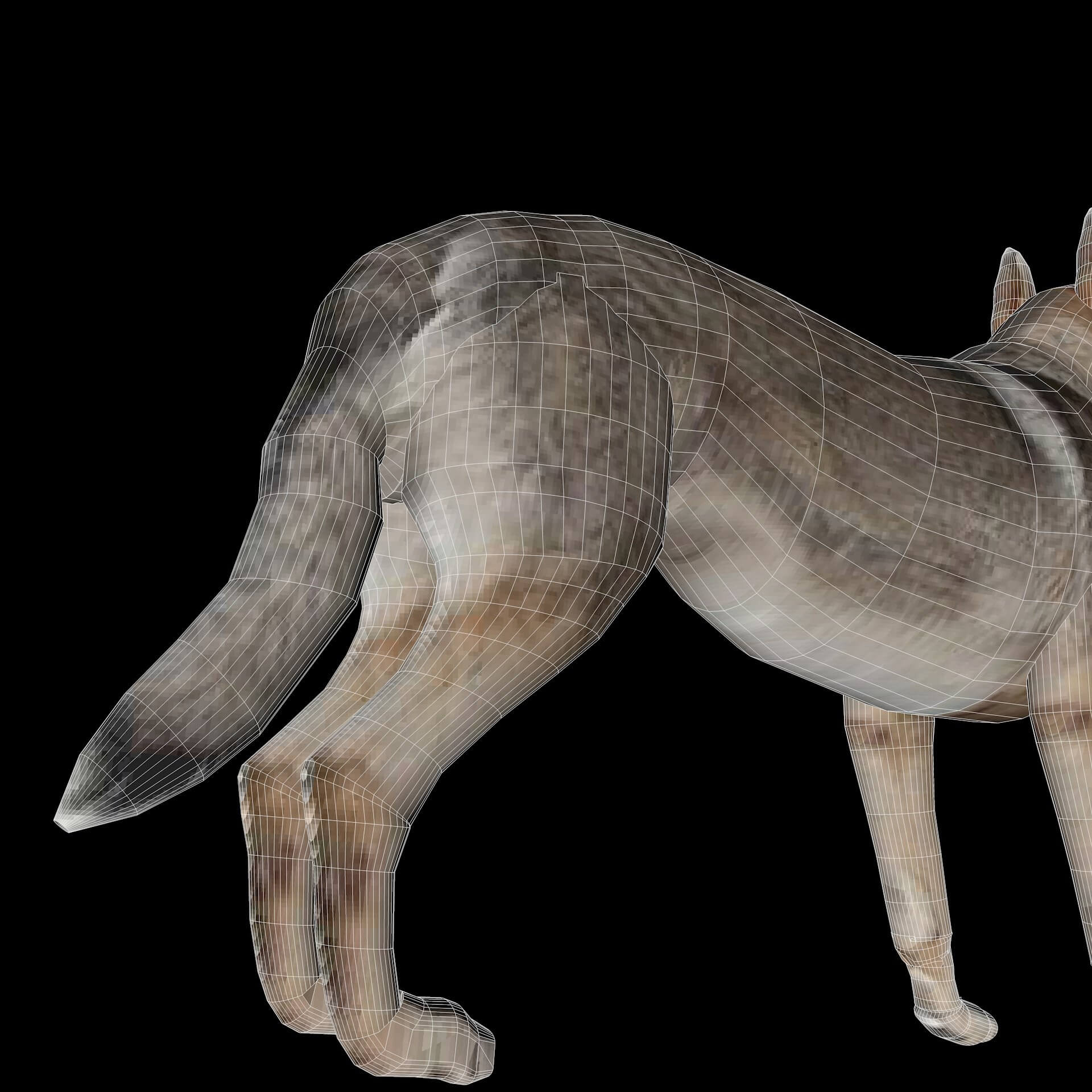 Eurasia Wolf - 3D Model by Pictorer
