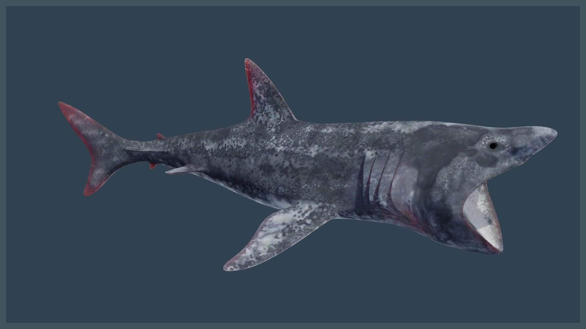 Animated Basking Shark - 3D Model by Pig Scales Studio