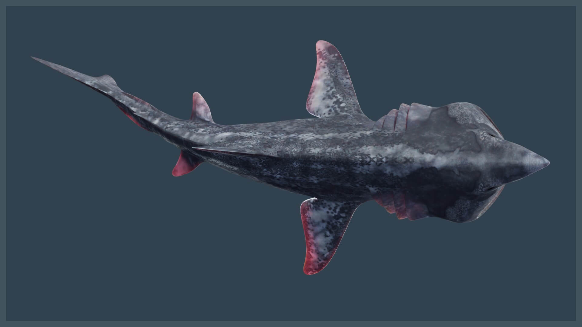 Animated Basking Shark - 3D Model by Pig Scales Studio