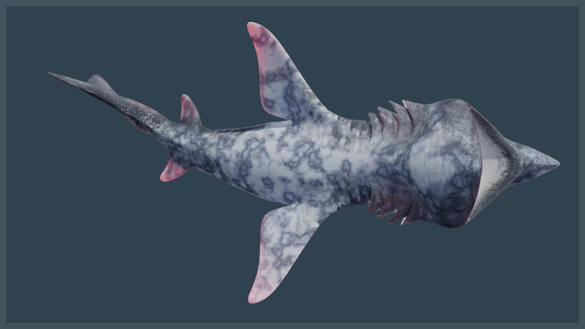 Animated Basking Shark - 3D Model by Pig Scales Studio